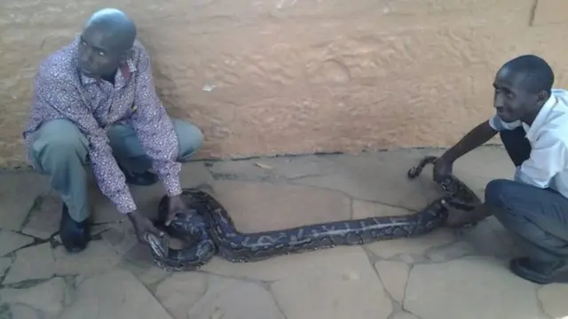 'स्नेक फ़ार्म' की धूम है कीनिया में - BBC News हिंदी