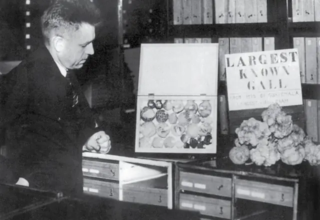Alfred Kinsey, o homem que soltou 'bomba atômica sexual', destruindo ...