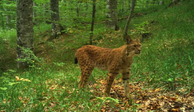 Svetski dan biodiverziteta: Kako se na Balkanu čuva šarolikost prirode ...