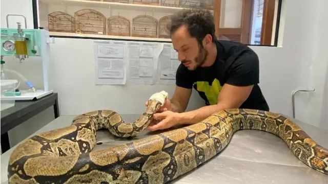 Como jiboia com cabeça destruída após agressão foi salva e virou ...