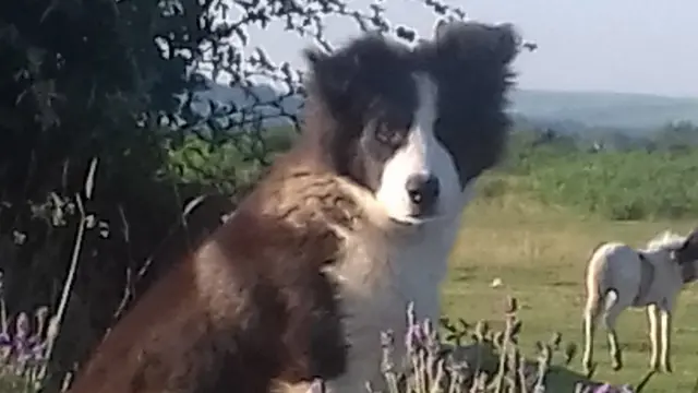 border collie sheepdog