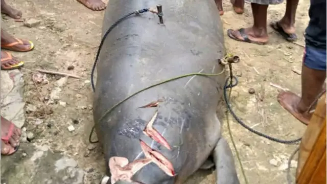 Rivers: Adada community pipo butcher Sea Cow wey dem call 'Manatee' for ...