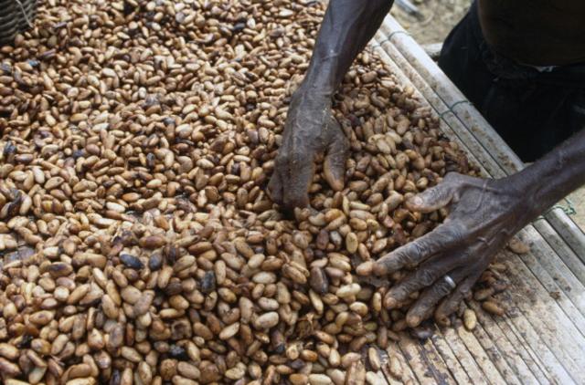 Cacao Ghana et Côte d’Ivoire : comprendre le bras de fer entre ...