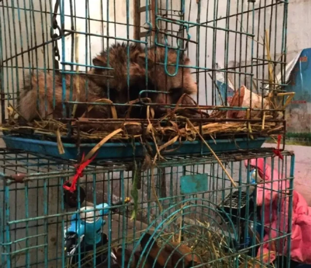 کورونا وبا کا آغاز کہاں سے ہوا؟ کیا سائنس دانوں نے اس پہیلی کو حل کر ...