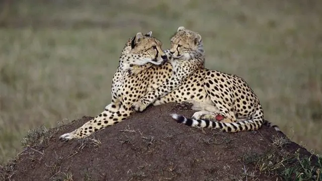 Bineensota: Booranatti ogeessonni yaalaa gulukoosiin 'qeerransa du'a ...