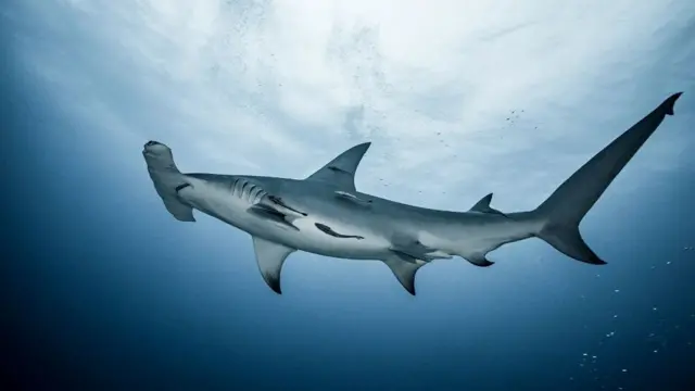 Jaslice za ajkule su možda na korak od blještavila Majamija - BBC News na srpskom