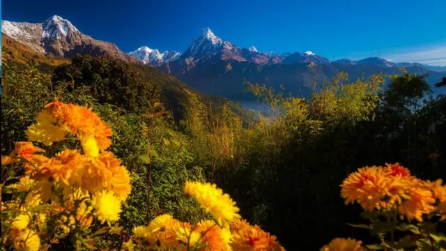 Machhapuchhare, puncak perawan nan 'sakral' di pegunungan Himalaya ...