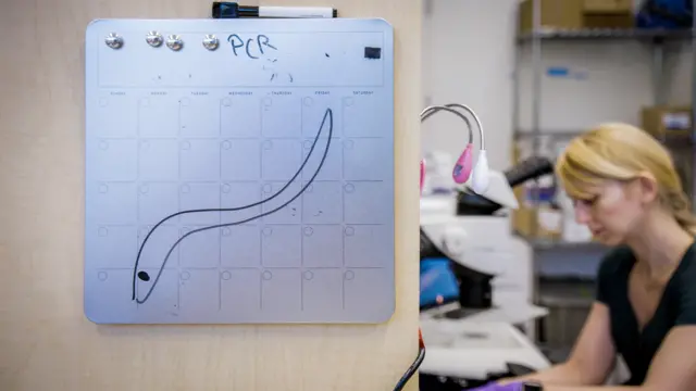 Calico: la sigilosa empresa de Google que quiere extender la juventud ...