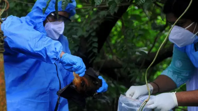 Apa itu virus Nipah, apa saja gejalanya, dan apakah akan jadi pandemi ... Apa itu virus Nipah, apa saja gejalanya, dan apakah akan jadi pandemi ...