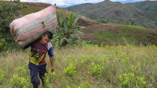 Colombia Bate Su Propio Récord De Cultivo De Coca Según Un Nuevo