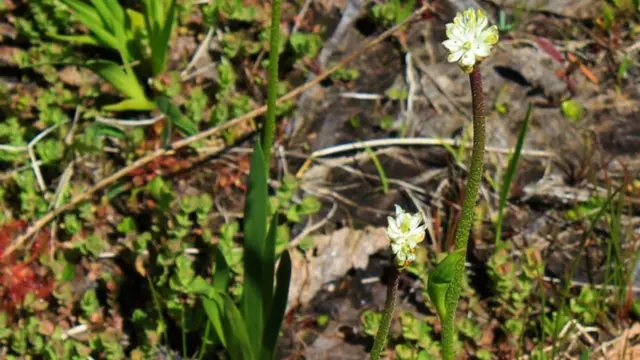 carnivorous plants bbc