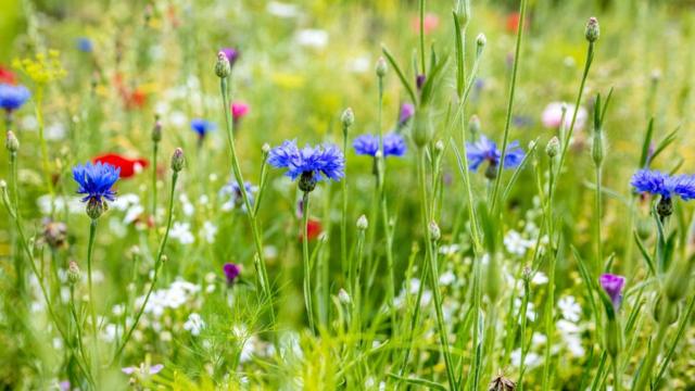 Início da primavera: o que é o equinócio, que marca o começo da estação ...