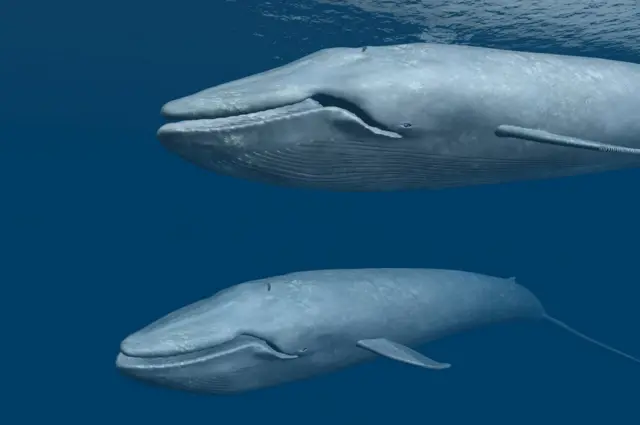 Cómo la ballena azul llegó a convertirse en el animal más grande de la ...