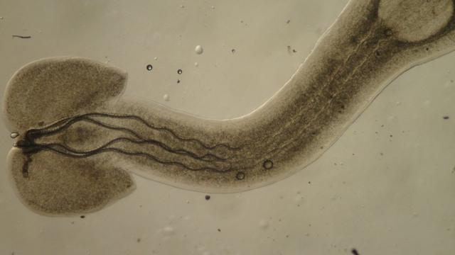 Por que extinção de parasitas que causam doenças deixa cientistas em ...
