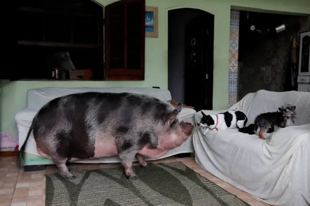 Brezilya'da yavru evcil hayvan olarak alınan domuz, 250 kilogram oldu ...