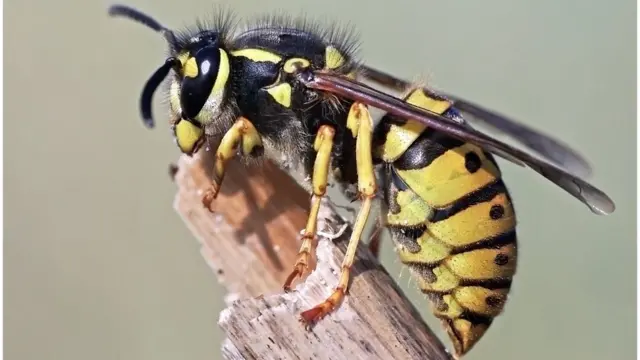 What are wasps good for store