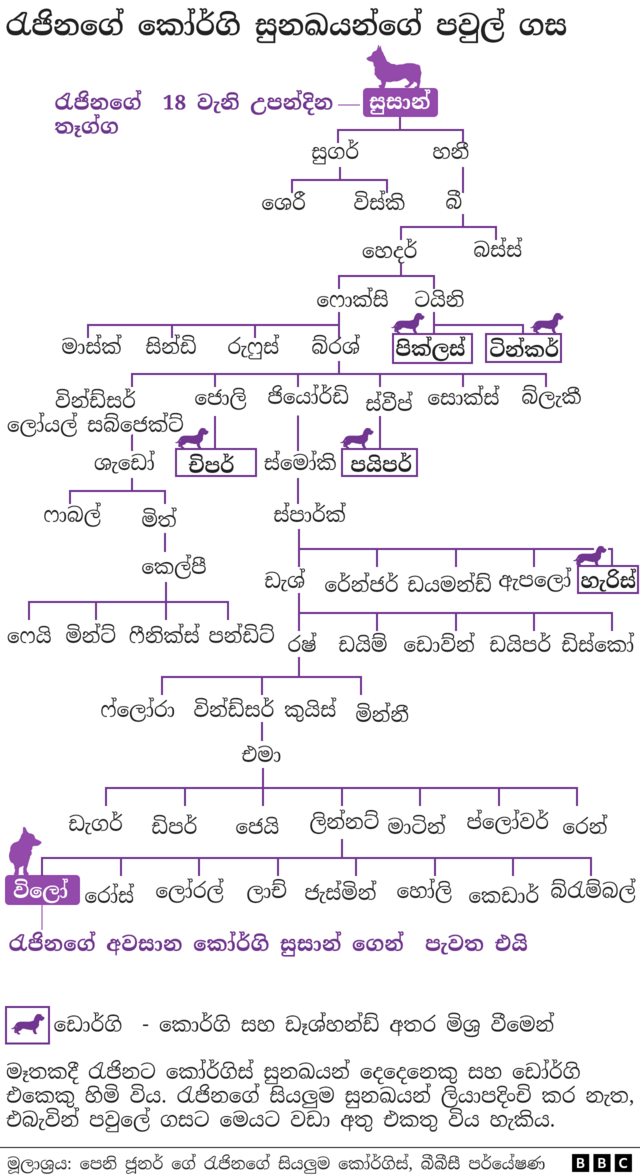 කෝර්ගි සුනඛයන් සමඟ රැජින ආදරයෙන් බැඳුණේ කොහොමද? - BBC News සිංහල