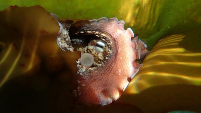 Oscar 2021: "My Octopus Teacher", 5 características fascinantes de los ...