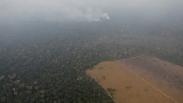 Incendios en el Amazonas: ¿qué pasó con las llamas que arrasaban las ...