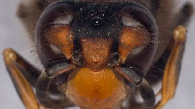 Harry Potter: Why dem name dis insect after im enemy? - BBC News Pidgin