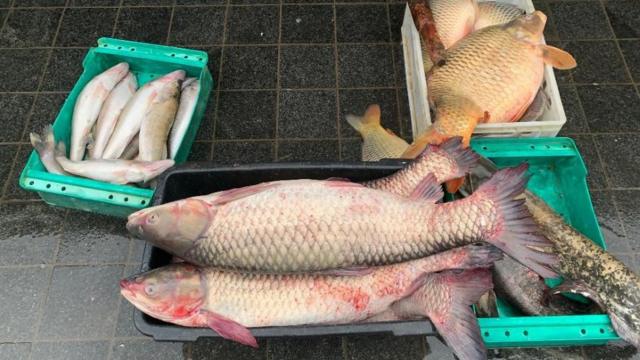 Kako prepoznati pokvarenu ribu i koju kupiti u vreme posta - BBC News ...