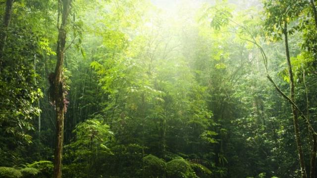 Como surpreendente recuperação de florestas pode ser arma contra ...