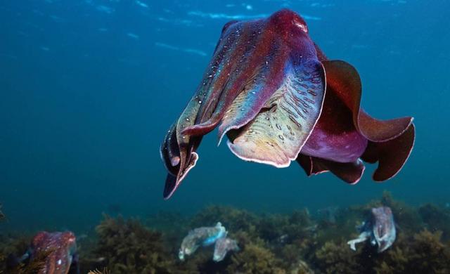 El espectáculo sexual submarino más extravagante de la naturaleza - BBC ...