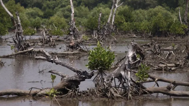 Hutan mangrove terancam hilang di Kalimantan - Dilema masyarakat Kubu Raya antara lingkungan dan ...