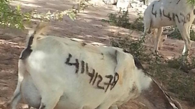 Sumadda xoolaha Soomaalida: Ururin xog iyo faallayn - BBC News Somali