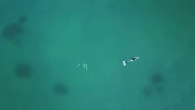 Mala Sirena i fotografije: Zaronite u dubine morskog sveta - BBC News ...