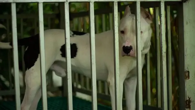 Kerala stray dogs: వీధి కుక్కలను చంపిన వారికి ఇక్కడ బహుమతులు ఇచ్చారు ...