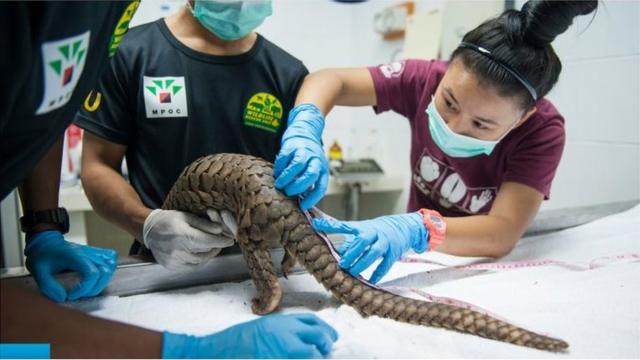 Menyelamatkan trenggiling Sunda yang terancam punah - BBC News Indonesia