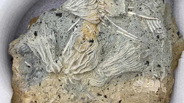 Ditemukan fosil ribuan bahkan puluhan ribu hewan 'yang terkubur hidup ...