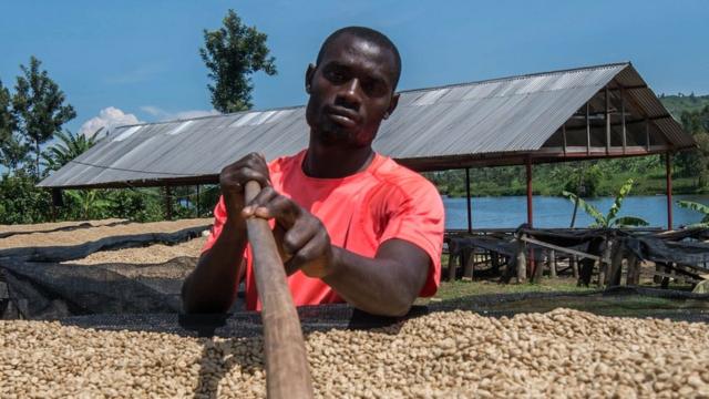 Alimentation : l’importance de retracer le parcours du café congolais ...
