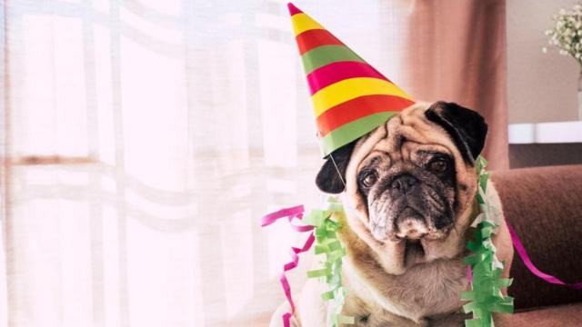 Cara yang lebih akurat untuk menghitung usia anjing Anda - BBC News ...