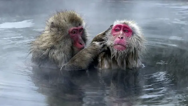 La inesperada contribución a la ciencia de un mono que vivió hace 15 ...