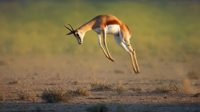 ¿Cuáles son los animales que pueden saltar más alto? - BBC News Mundo