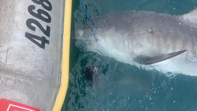 Životinje: Prizor koji se retko viđa - tigar ajkula pojela pa ispljunula bodljikavog mravojeda ...