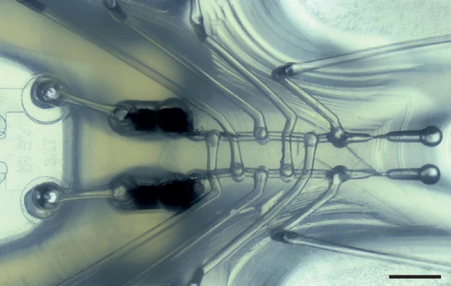 Octobot, el primer robot "blando" sin baterías ni cables que se impulsa ...