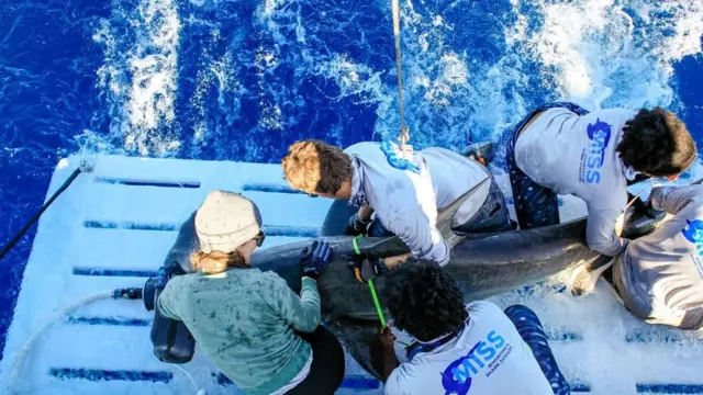 Jaslice za ajkule su možda na korak od blještavila Majamija - BBC News na srpskom