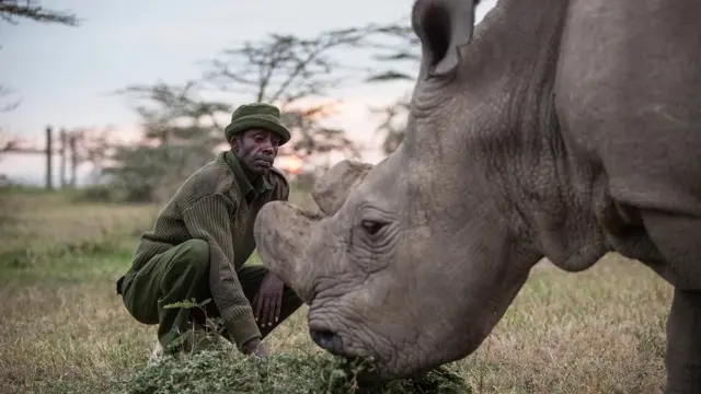 Životinje: Poslednji mužjak njegove vrste - nosorog koji je postao ...