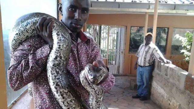 مزارع تربية وترويض الأفاعي تزداد شعبية في كينيا - BBC News عربي