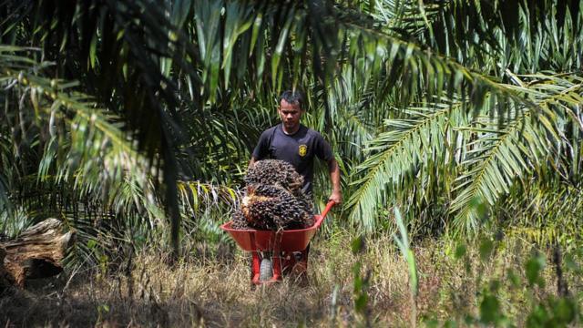 Indonesia gugat Uni Eropa ke WTO atas tuduhan 'diskriminasi sawit' - BBC News Indonesia
