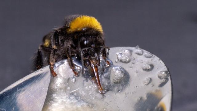 Un desafío fotográfico para ti: #DulceBBC - BBC News Mundo