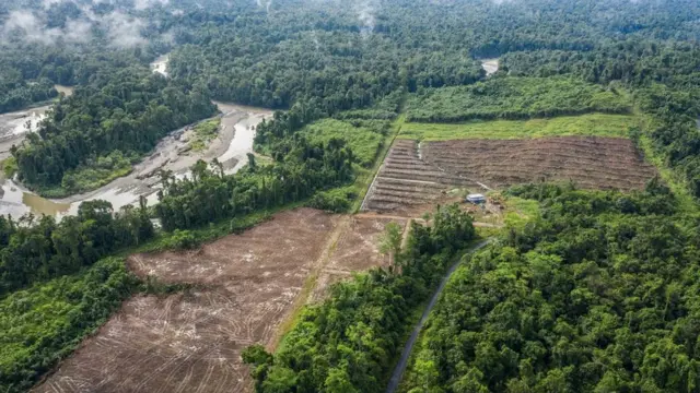 Perusahaan sawit di Papua buka lahan 70 hektar meski izin dicabut, 'potensi pidana' perusahaan ...