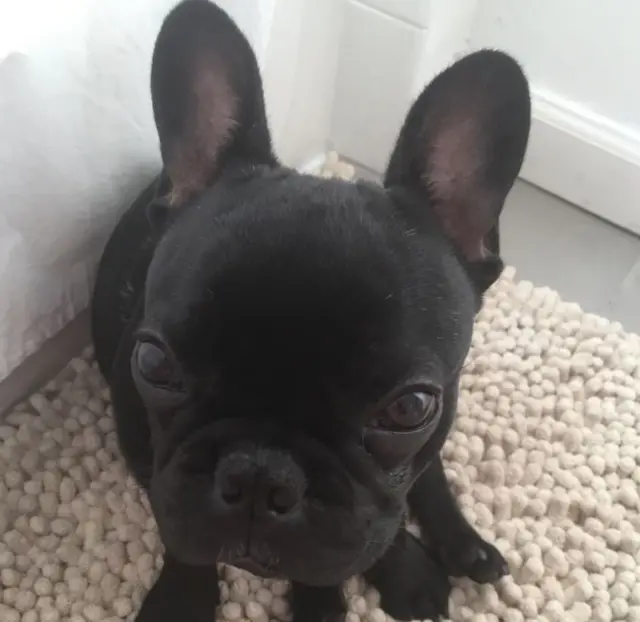 La muerte del perro "Kokito" en un avión por la que United Airlines ...