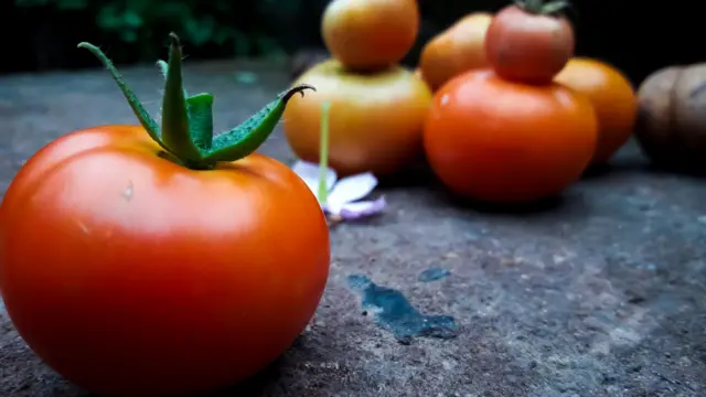 Tomato: టమోటాలు భారత్‌కు ఎలా వచ్చాయి? రెండు శతాబ్దాల కిందట వీటిని తింటే ...