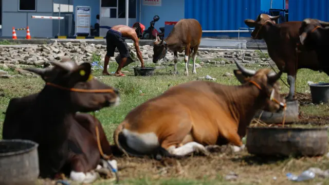 Antraks merebak di Gunung Kidul, warga diimbau tidak sembelih hewan yang sakit - 'Bakteri ...
