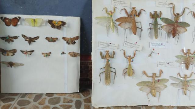 Penemuan serangga: Kisah Gen Z Indonesia yang mendunia setelah ...