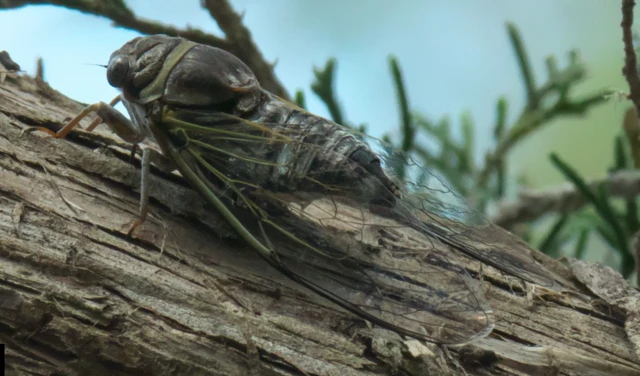 Triliunan tonggeret bersiap menyerbu Amerika Serikat, kejadian langka ...
